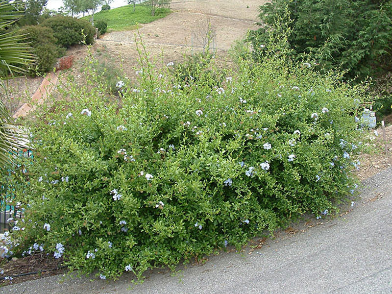 Find plants - Cape Plumbago