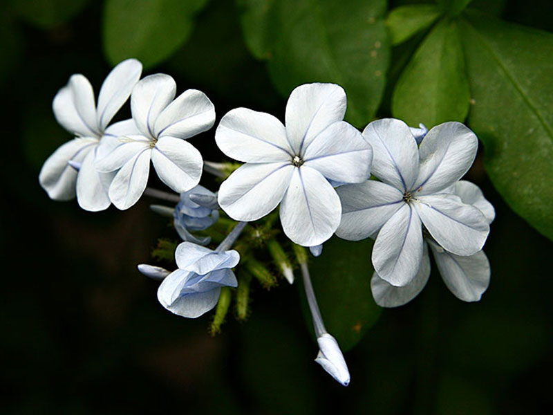 Find plants - Cape Plumbago