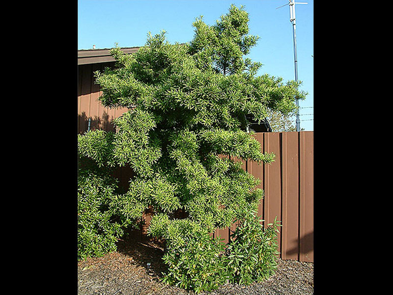 Find plants - Yew Pine