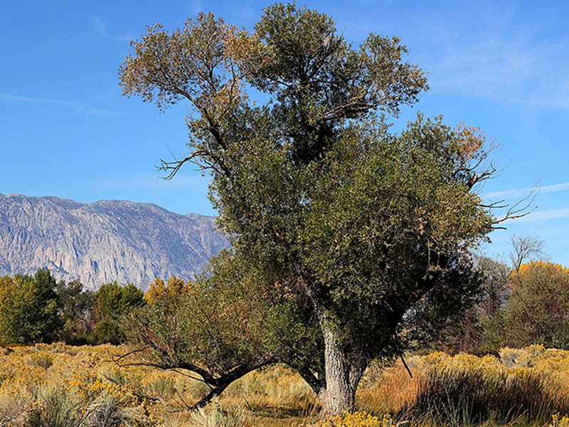 Find plants - Fremont Cottonwood