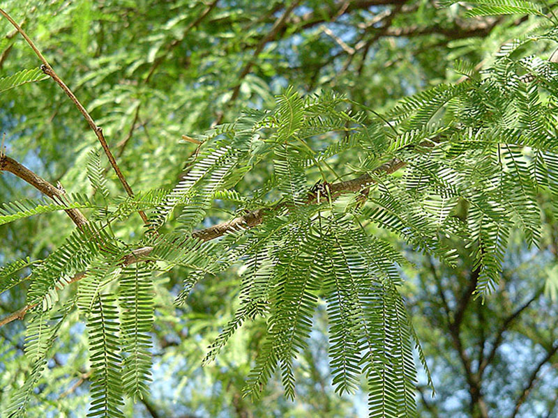 Find plants - Colorado Mesquite