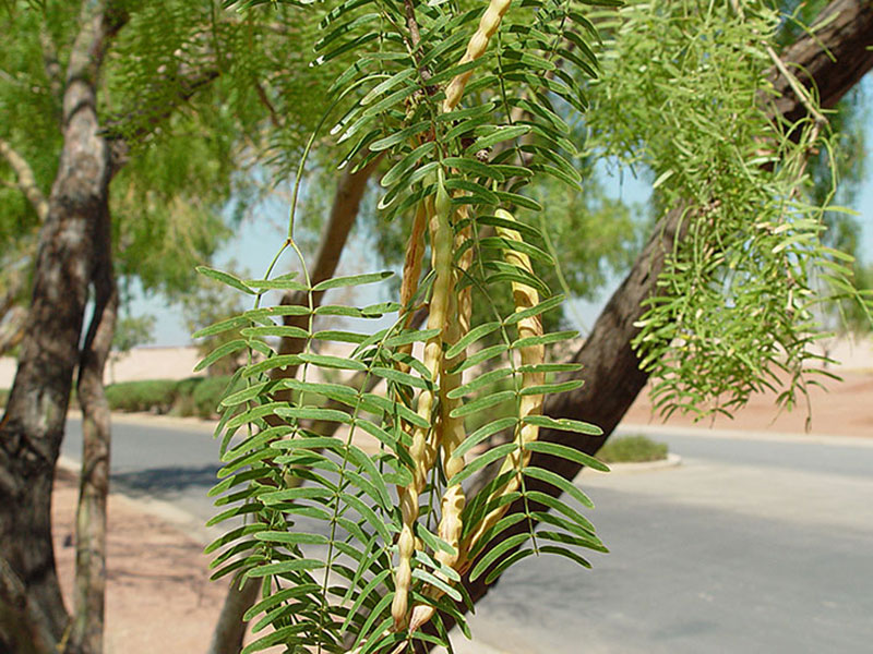 Find plants - Texas Honey Mesquite