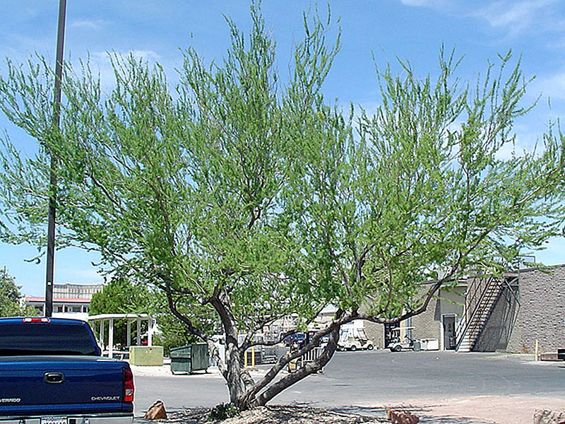 Find plants - Screwbean Mesquite