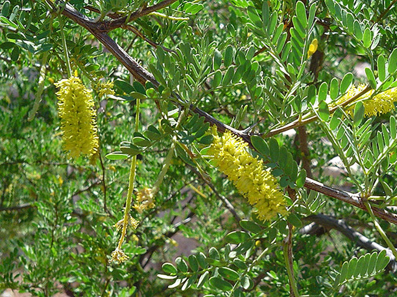 Find plants - Screwbean Mesquite