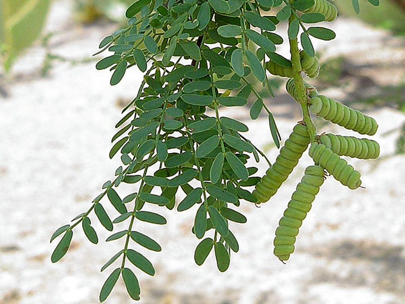 Find plants - Screwbean Mesquite