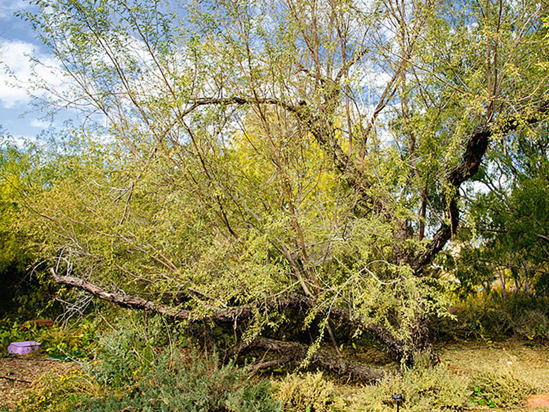 Find plants - Screwbean Mesquite