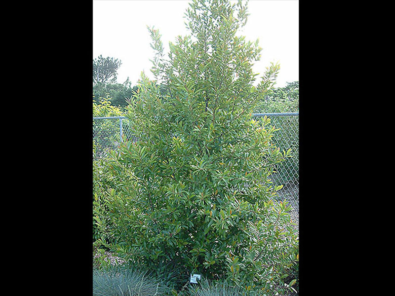 Find plants - Dwarf Carolina Laurel Cherry