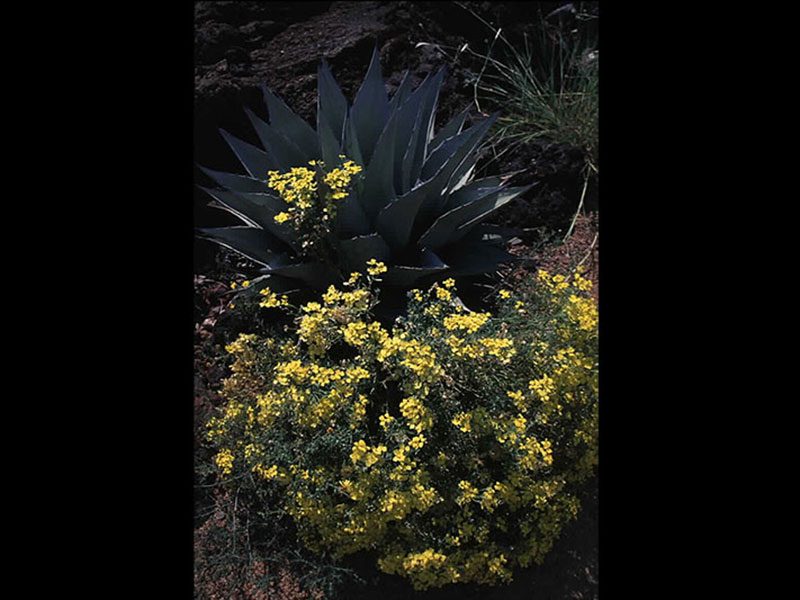 Find plants - Woolly Paper Flower