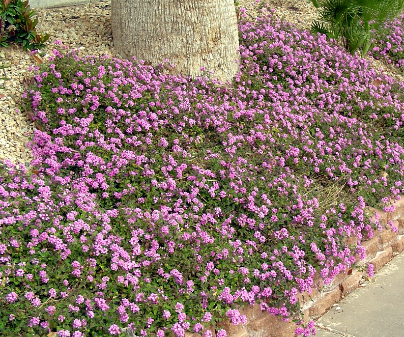 Find plants - Lantana or Trailing Lantana