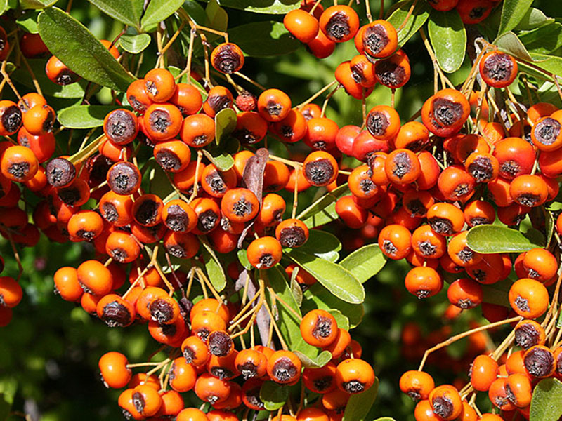 Find plants - Firethorn