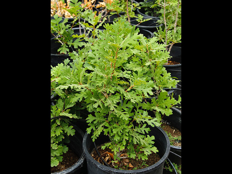 Find plants - Gambel's Oak