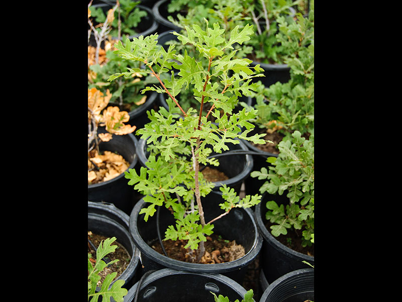 Find plants - Gambel's Oak