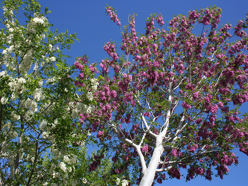 Find plants - Purple Robe Locust
