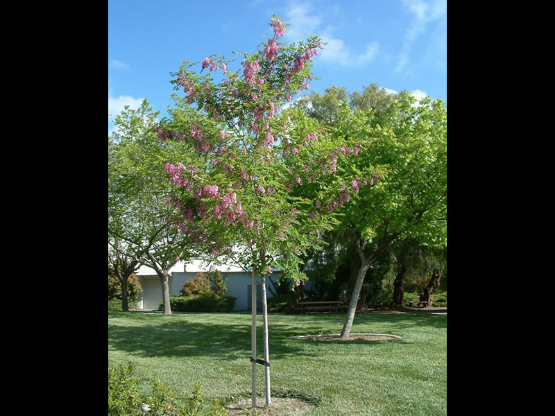 Find plants - Purple Robe Locust