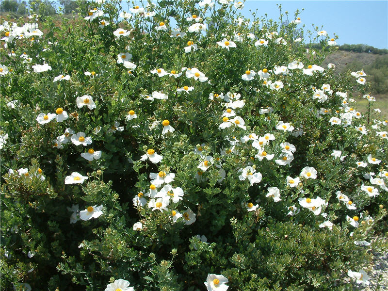 Find plants - Matilija Poppy
