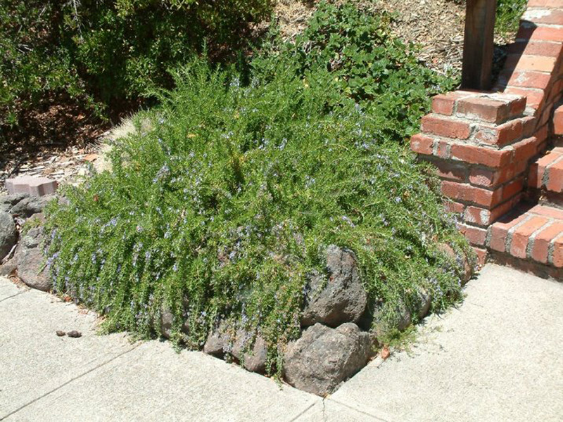 Find plants - Prostrate Rosemary