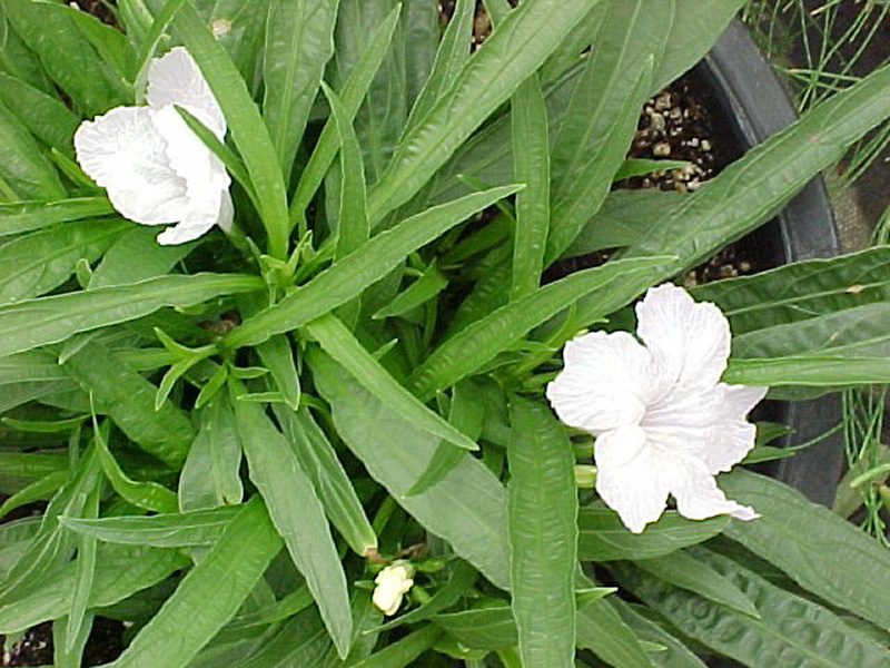 Find plants - Dwarf Ruellia