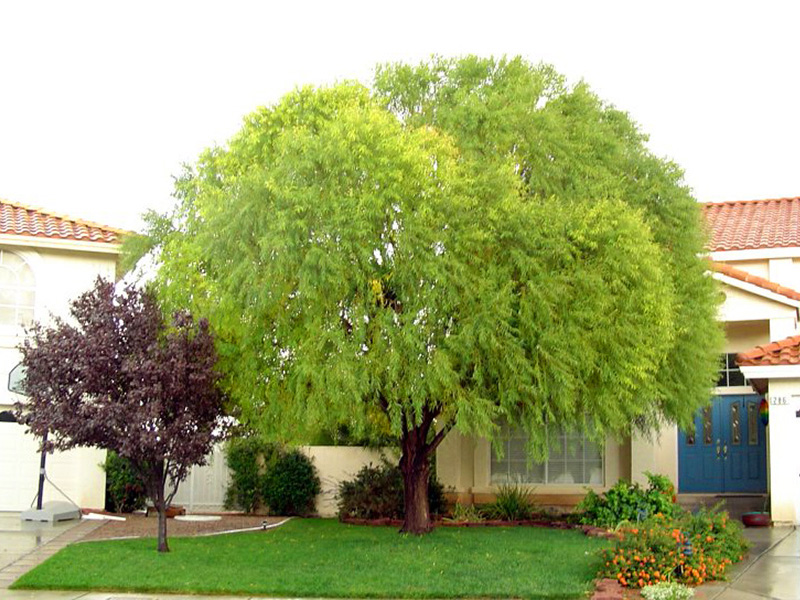 Find plants - Navajo Globe Willow