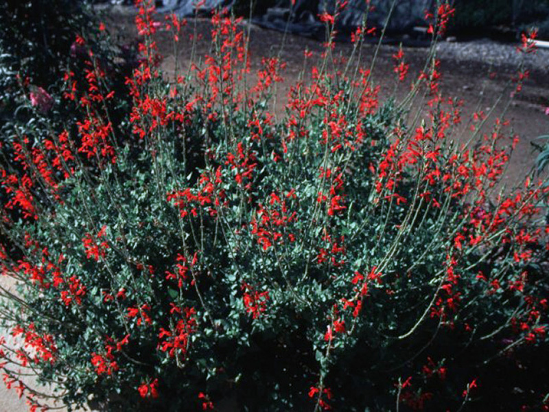 Find plants - Lipstick Red Sage