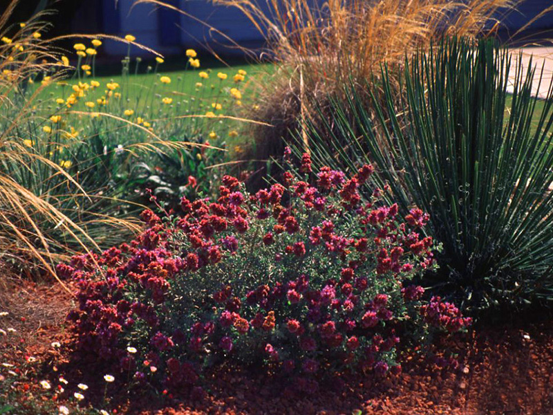 Find plants - Desert Sage