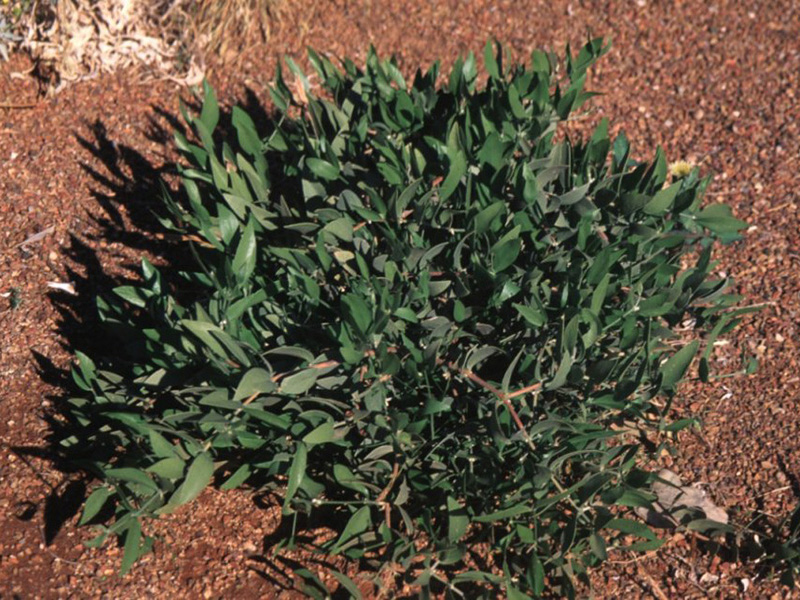 Find plants - Compact Jojoba