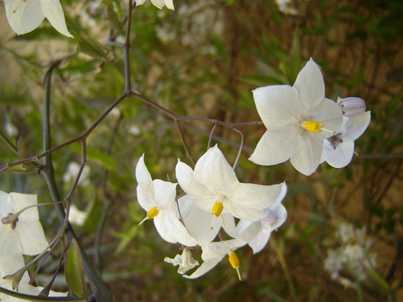 Find plants - Potato Vine