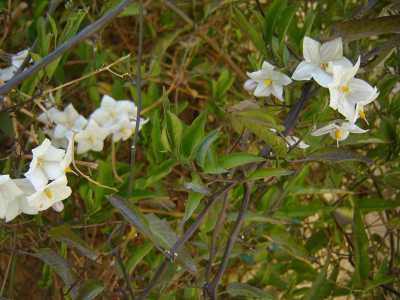 Find plants - Potato Vine