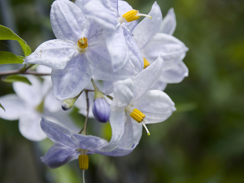 Find plants - Potato Vine