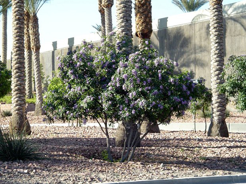 Find plants - Arizona Mescal Bean