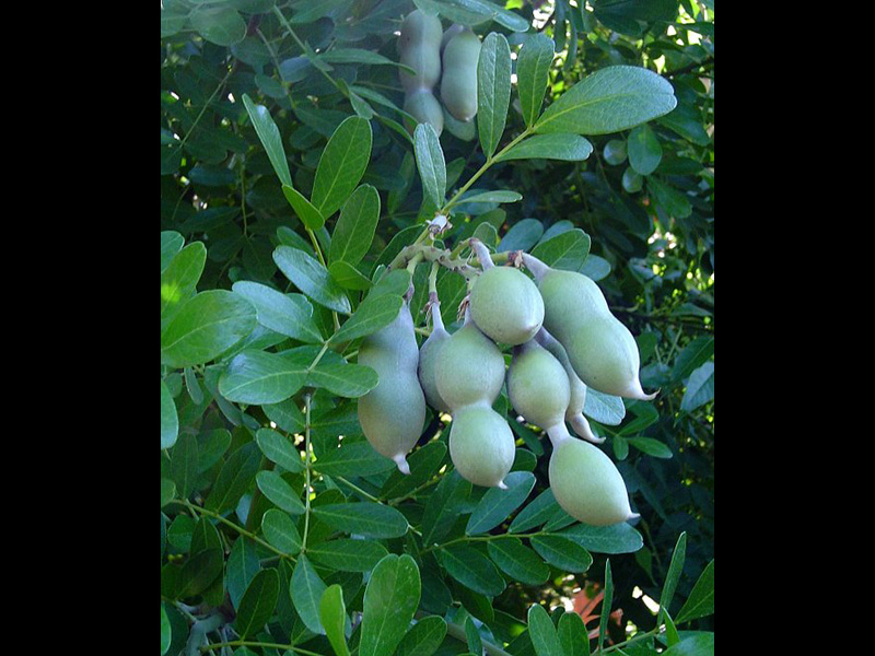 Find plants - Arizona Mescal Bean