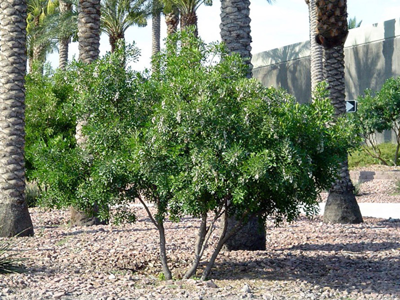 Find plants - Arizona Mescal Bean