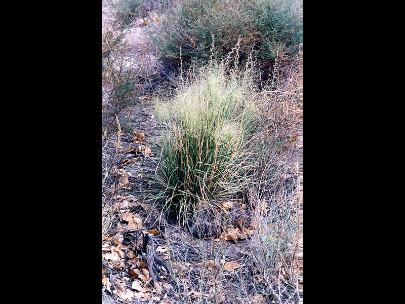 Find plants - Alkali Sacaton Grass