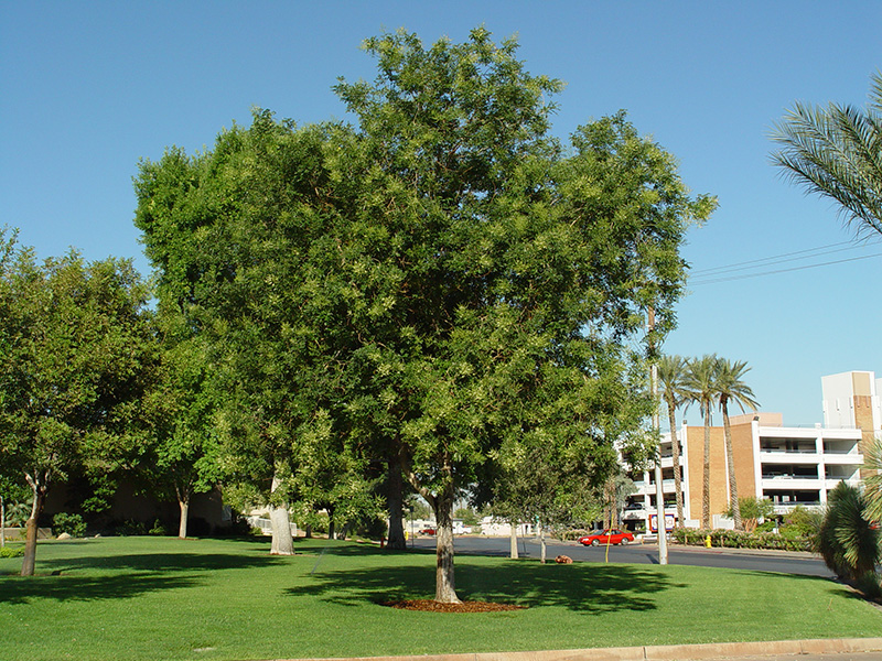 Find plants - Japanese Pagoda Tree
