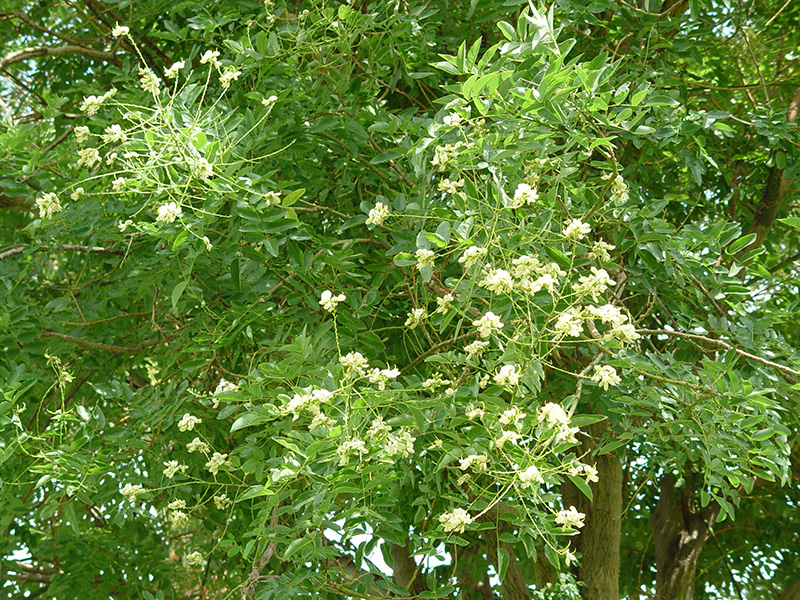 Find plants - Japanese Pagoda Tree