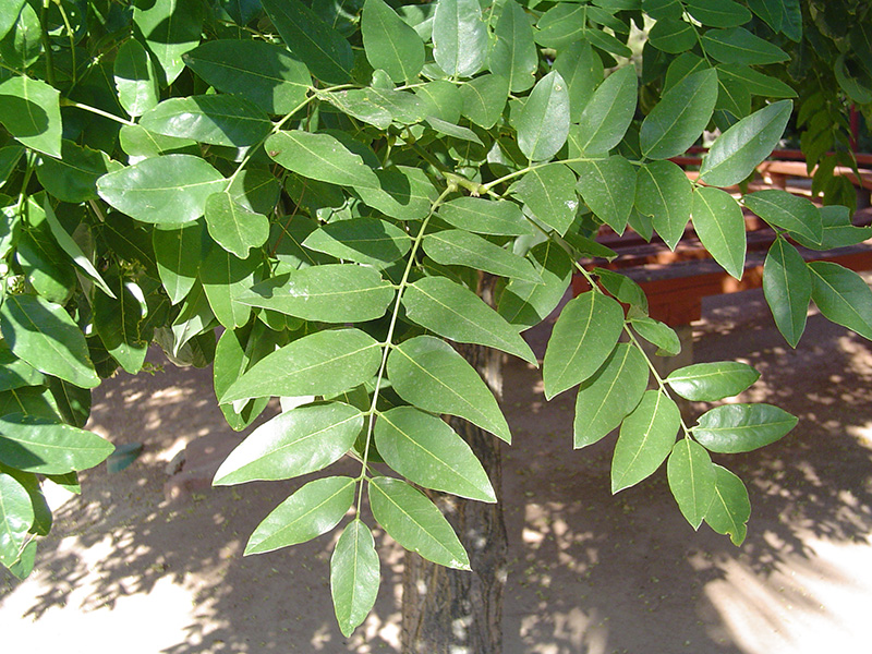 Find plants - Japanese Pagoda Tree