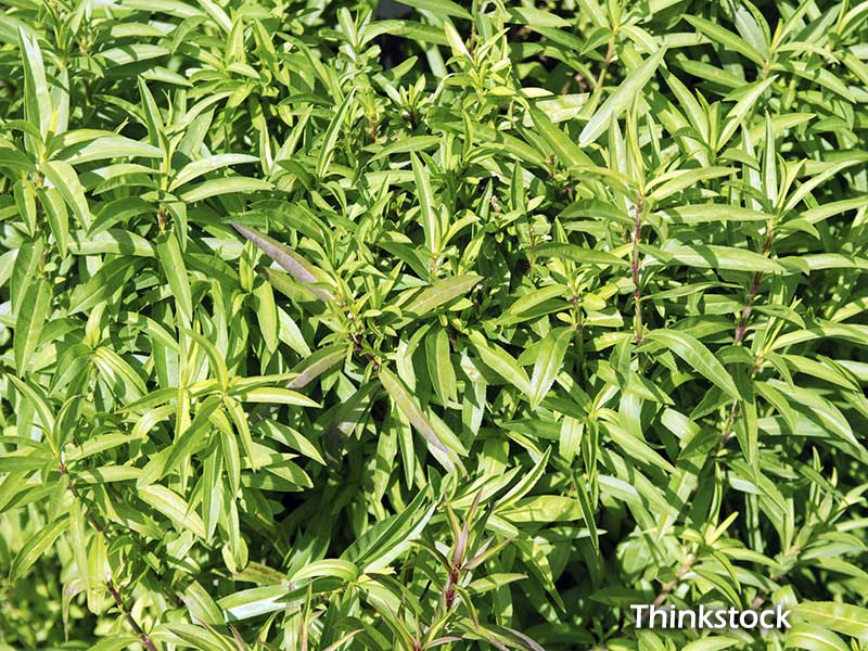 Find plants - Mexican Tarragon