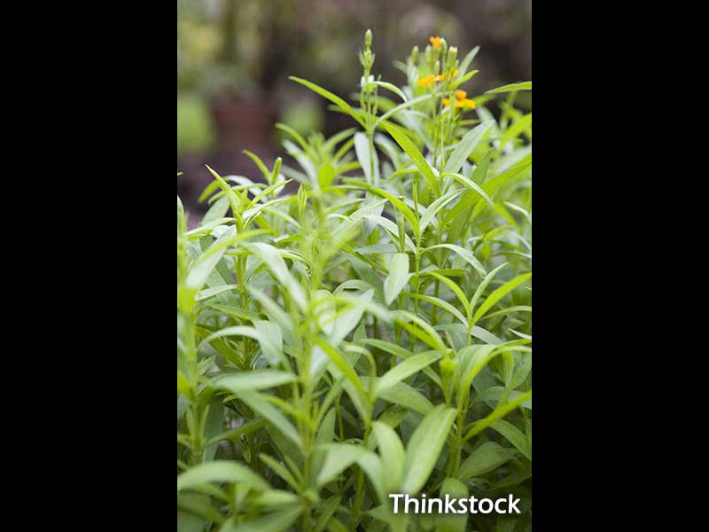 Find plants - Mexican Tarragon