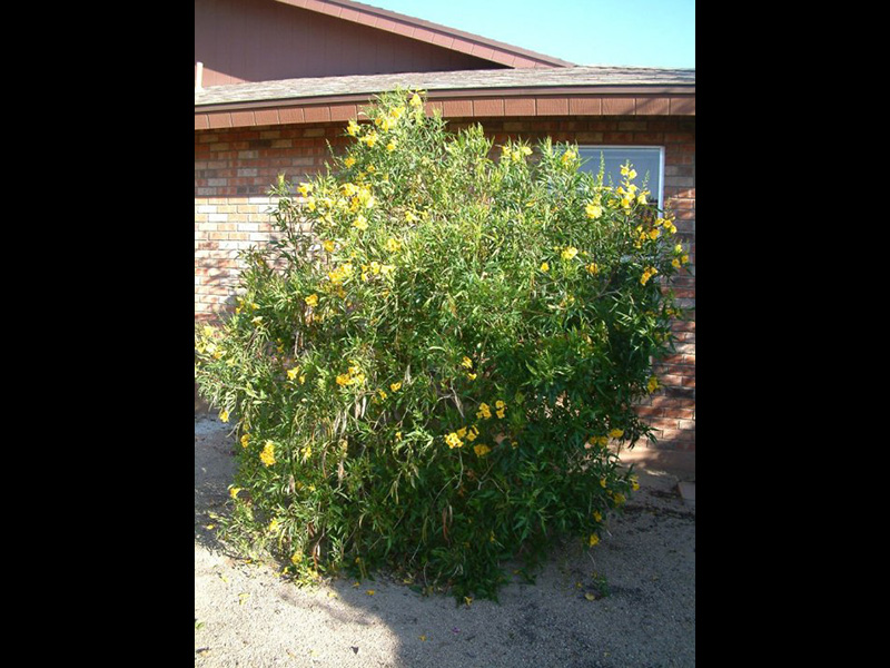 Find plants - Arizona Yellow Bells
