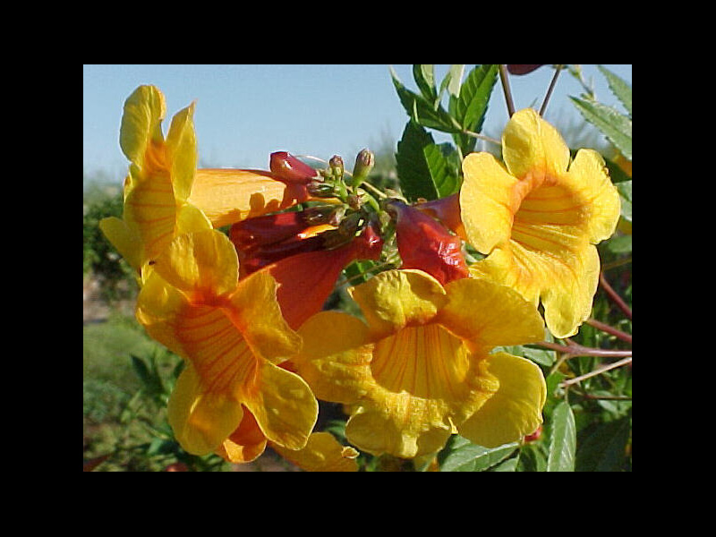 Find plants - Yellow Bells Sunrise