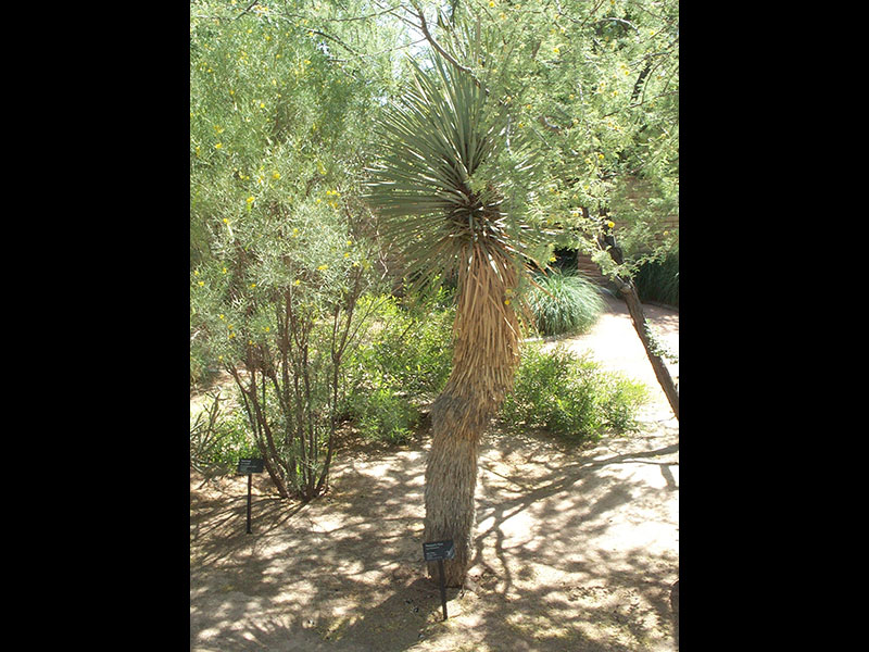 Find plants - Thompson's Yucca