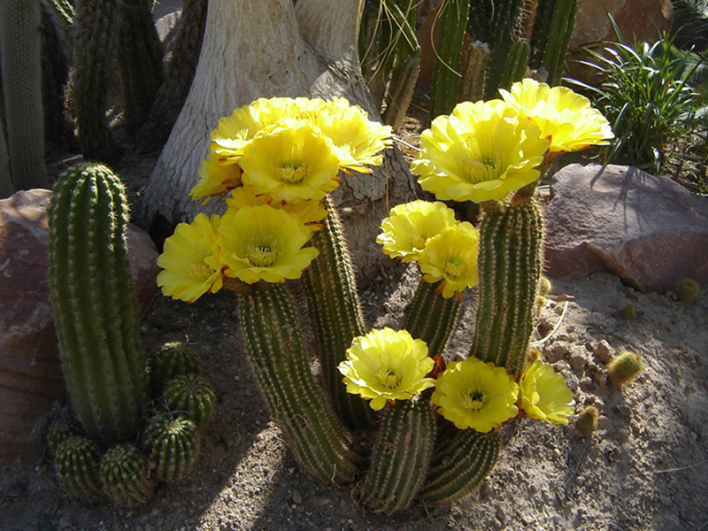 Find plants - Hybrid trichocereus