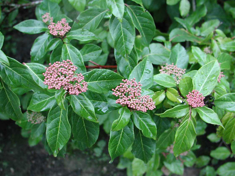 Find plants - Spring Bouquet