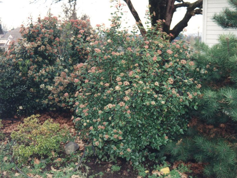 Find plants - Spring Bouquet