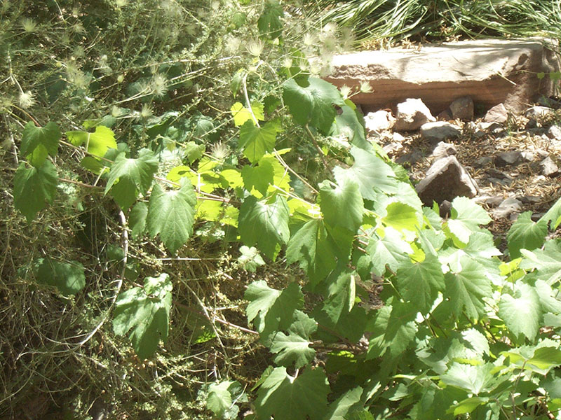 Find plants - Desert Grape