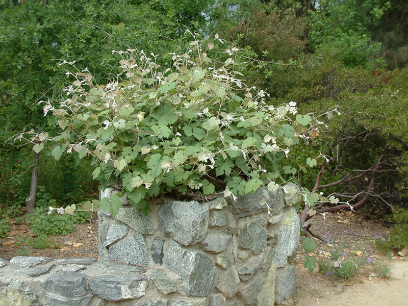 Find plants - California Wild Grape