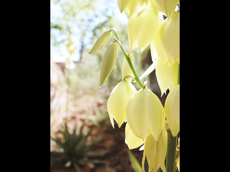 Find plants - Texas Yucca