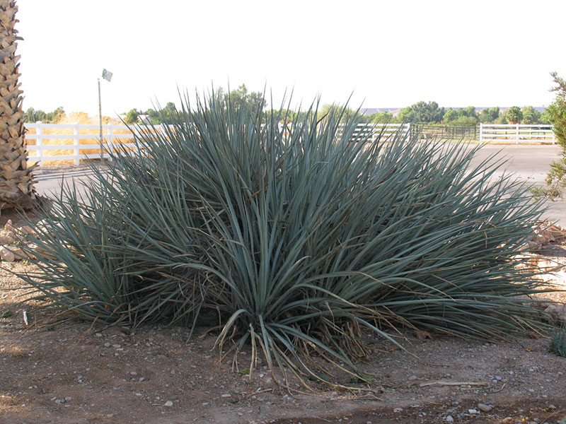 Find plants - Hualampai Blue Yucca