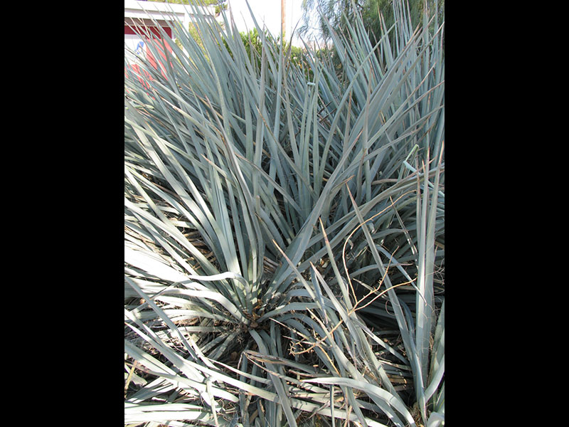 Find plants - Hualampai Blue Yucca