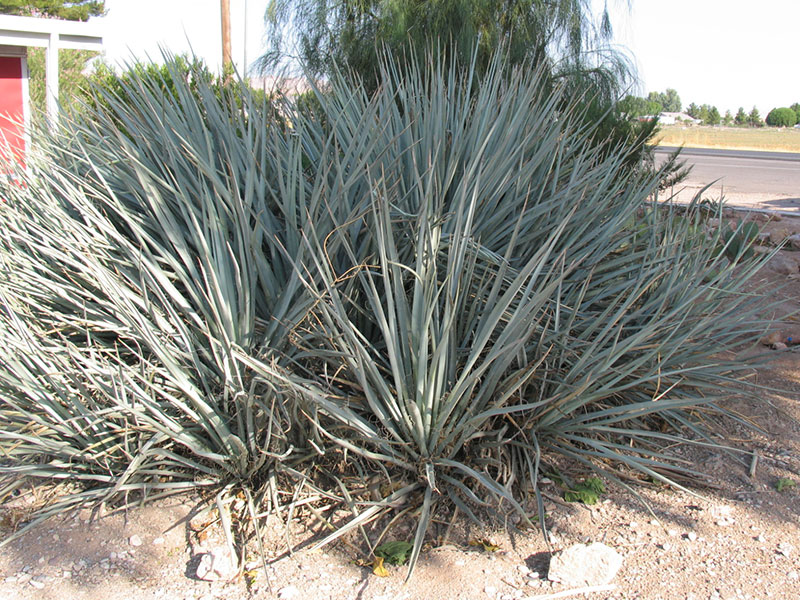 Find plants - Hualampai Blue Yucca