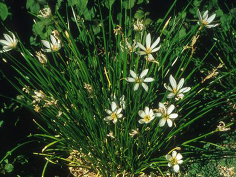 Find plants - White Rain Lily